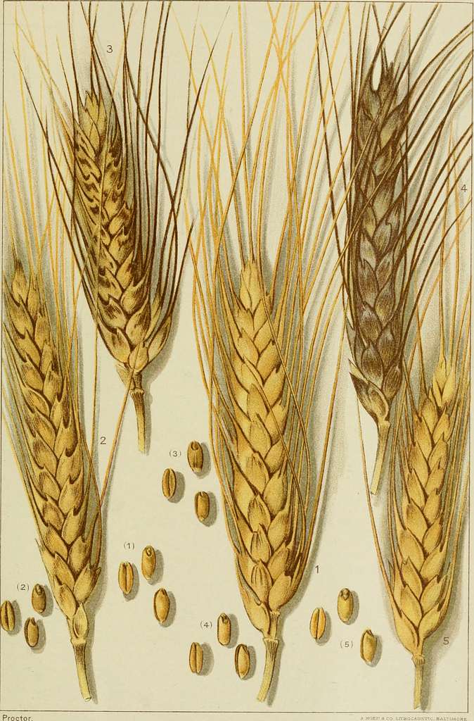 Wheat Berries 101: Everything You Need to Know About Types of Wheat for ...